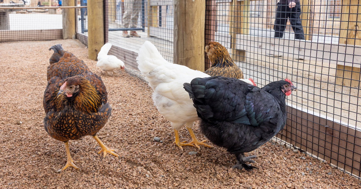 Creation Zoo Update: Meet Our New Chickens and Japanese Quail | Answers ...