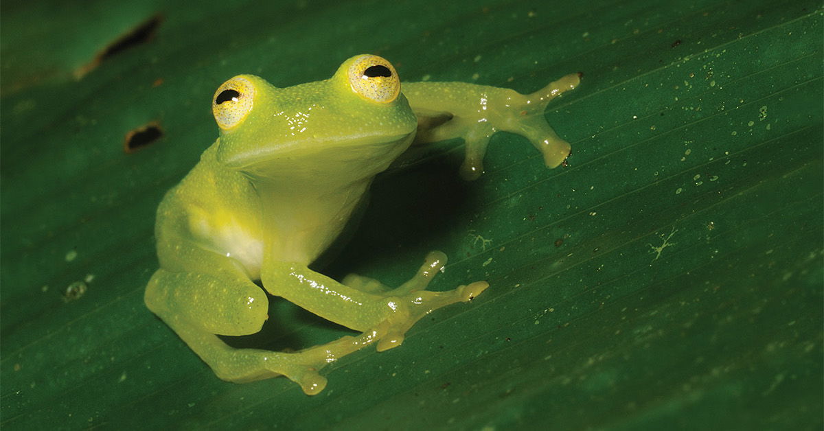 Clearly Designed | Answers in Genesis