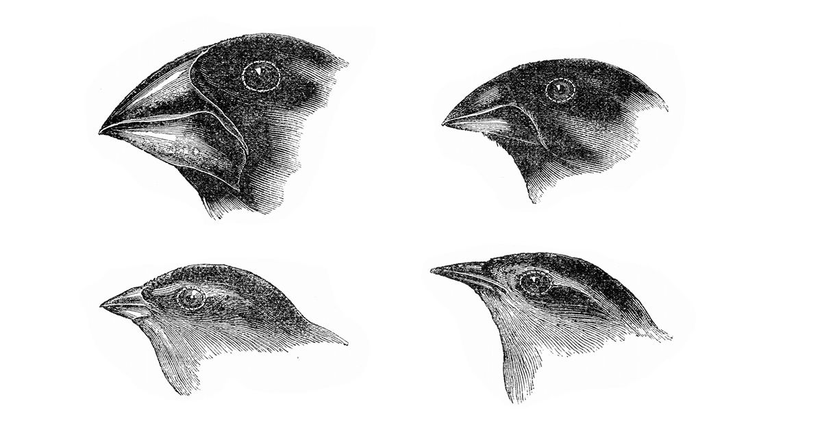 Yale Professor “The Origin of Species Is Exactly What Darwin Cannot ...