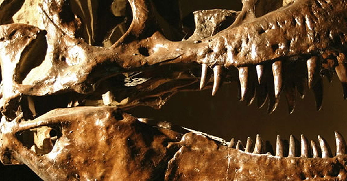 Did Mammals Gnaw on Dinosaur Bones? | Answers in Genesis