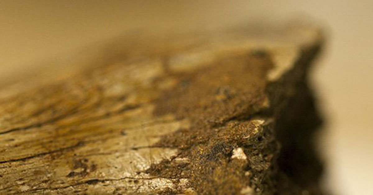 Another Dinosaur Soft Tissue Find | Answers in Genesis
