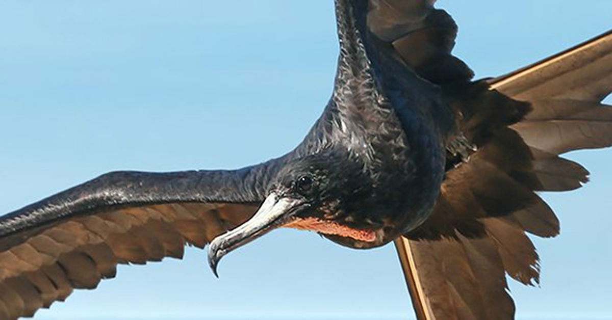 Prepared for Perpetual Flight | Answers in Genesis