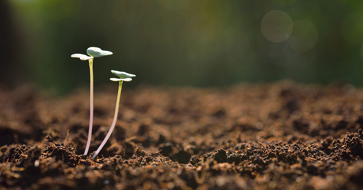 God's Seed Bank | Answers in Genesis