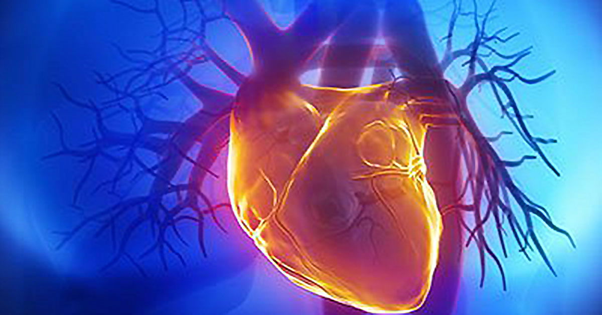 Heart Evolution: Four Types Are Unbridgeable | Answers Research Journal