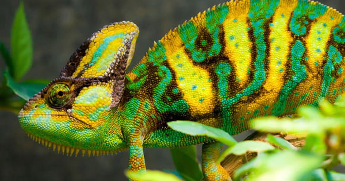 Life: Designed by God to Adapt | Answers in Genesis