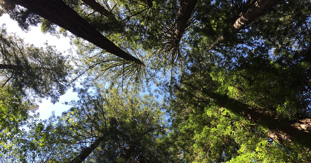 Giant Coastal Redwoods