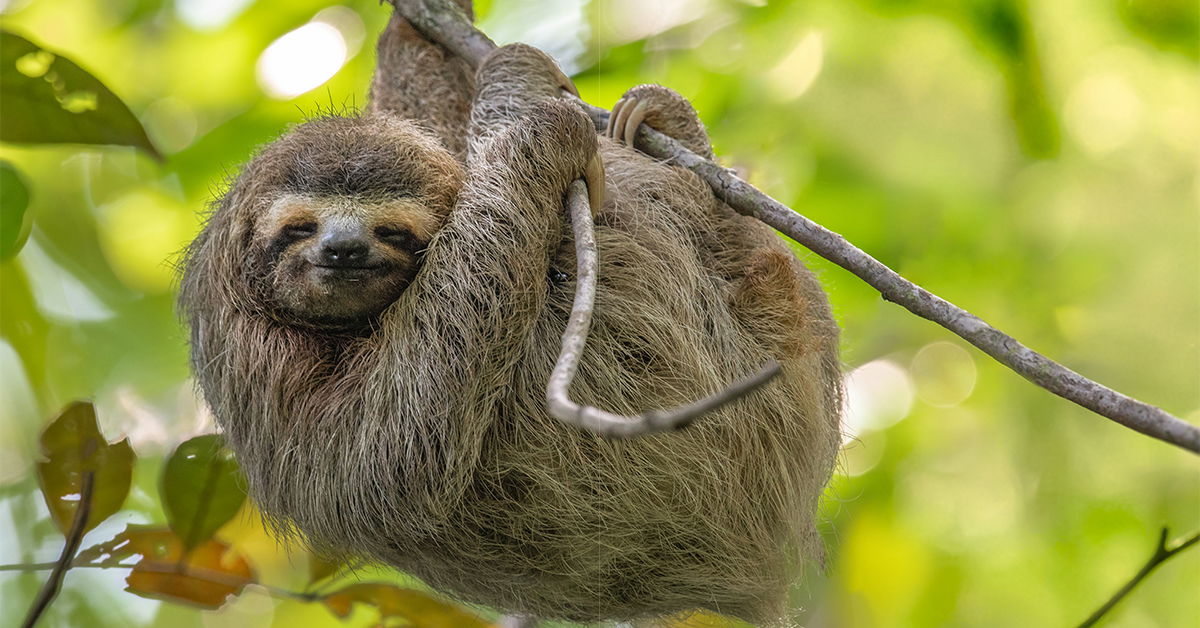 Sloths: Life in Slow Motion