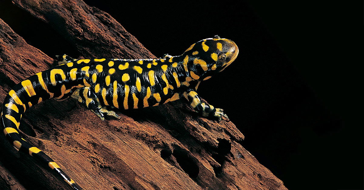 Pictures Of Tiger Salamanders