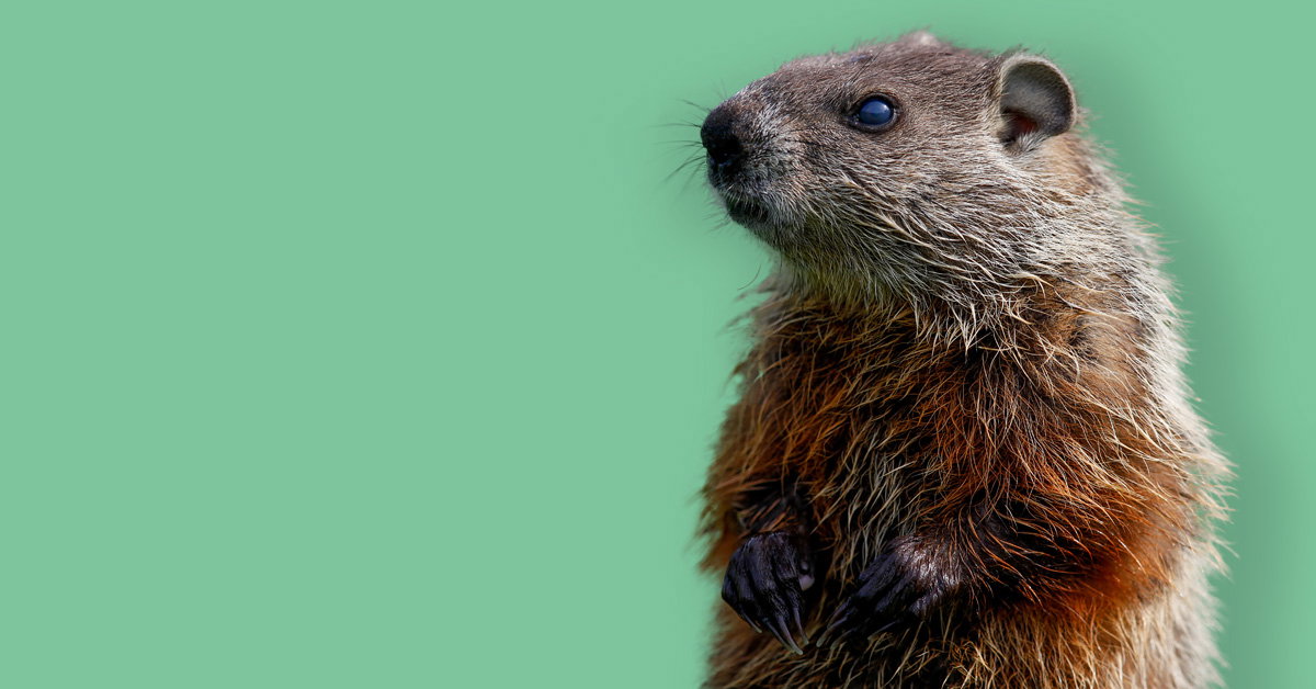 Groundhogs