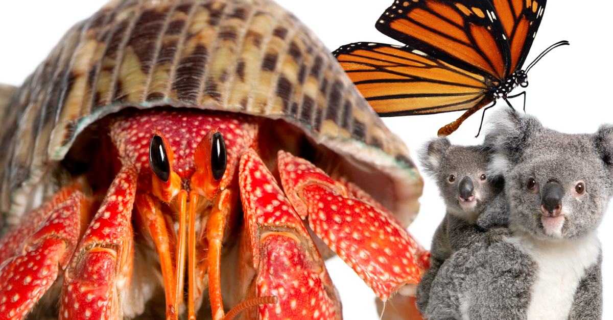 Animal Recyclers