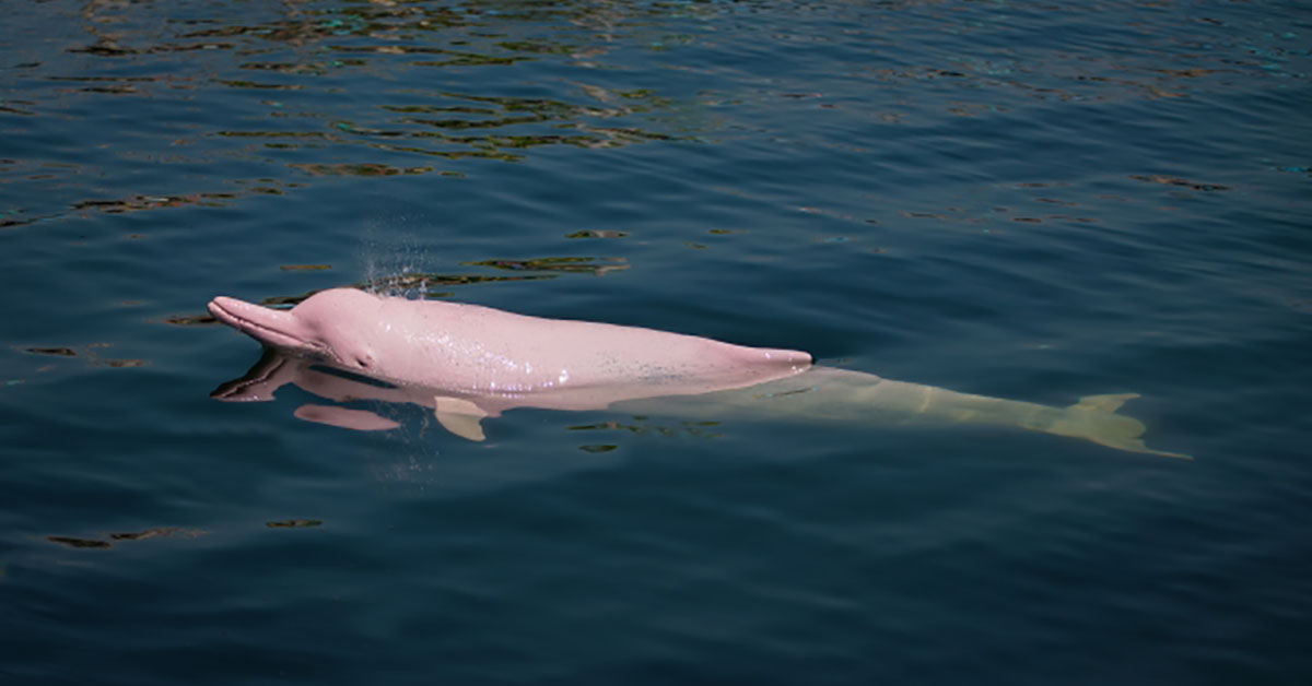 Amazon River Dolphins—Unique in Pink