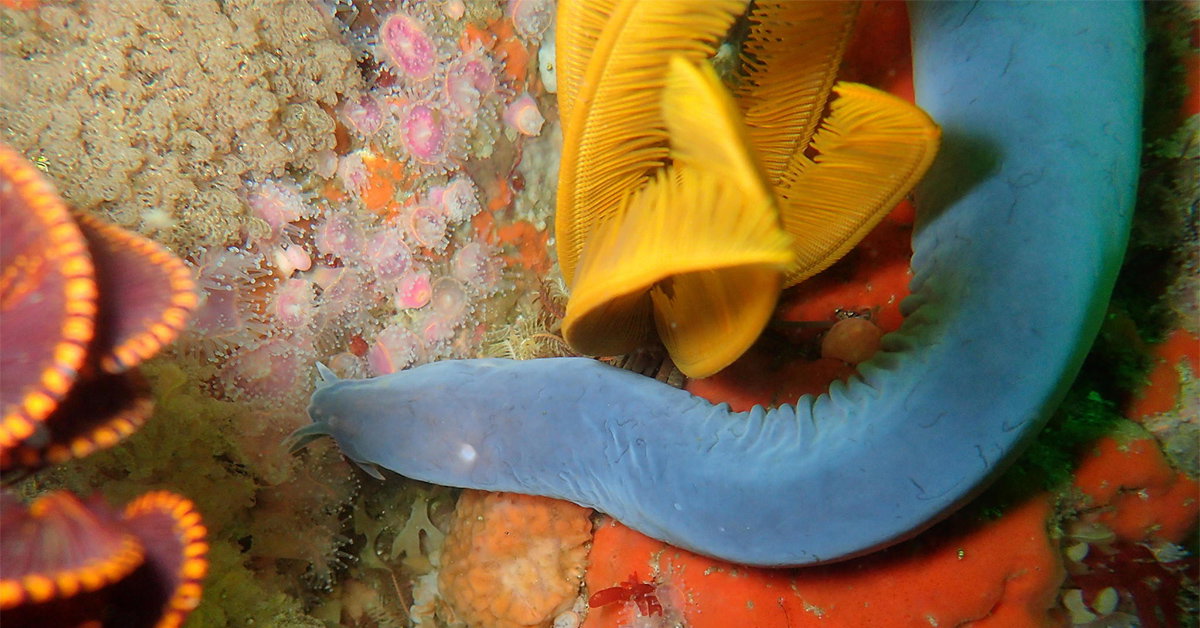 Slippery and Slimy Hagfish!