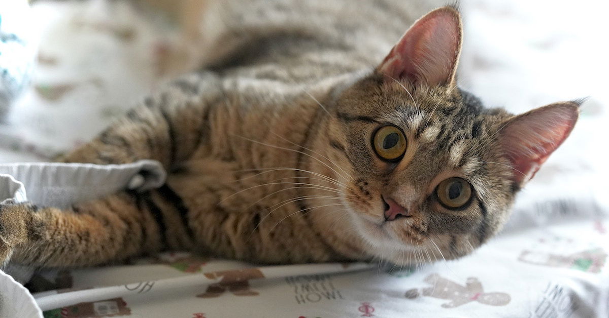 Can Cats See in the Dark?