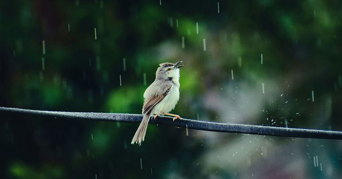 Can Birds Fly in the Rain?
