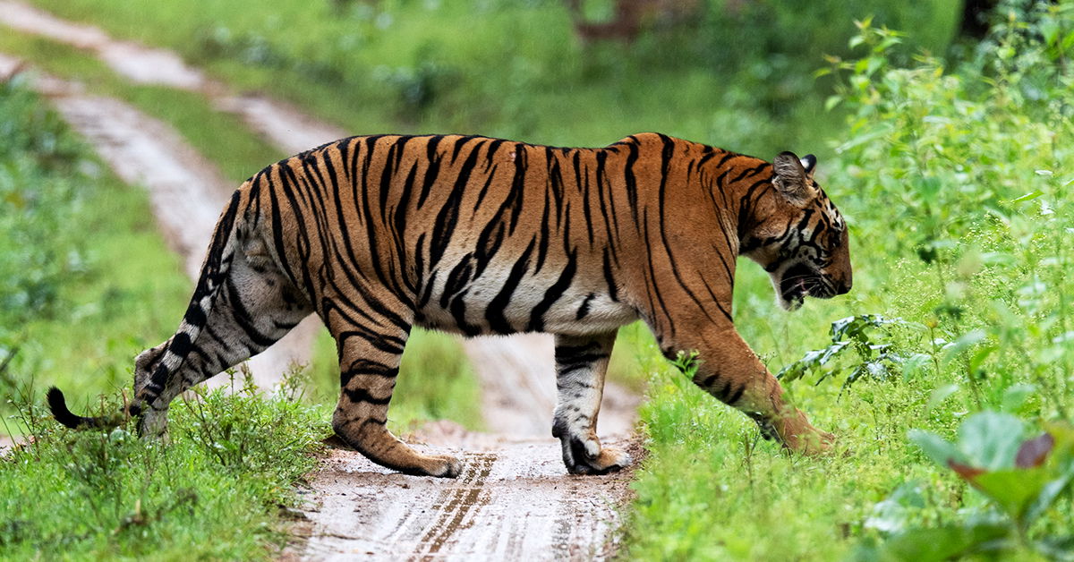 What Was the Biggest Cat?