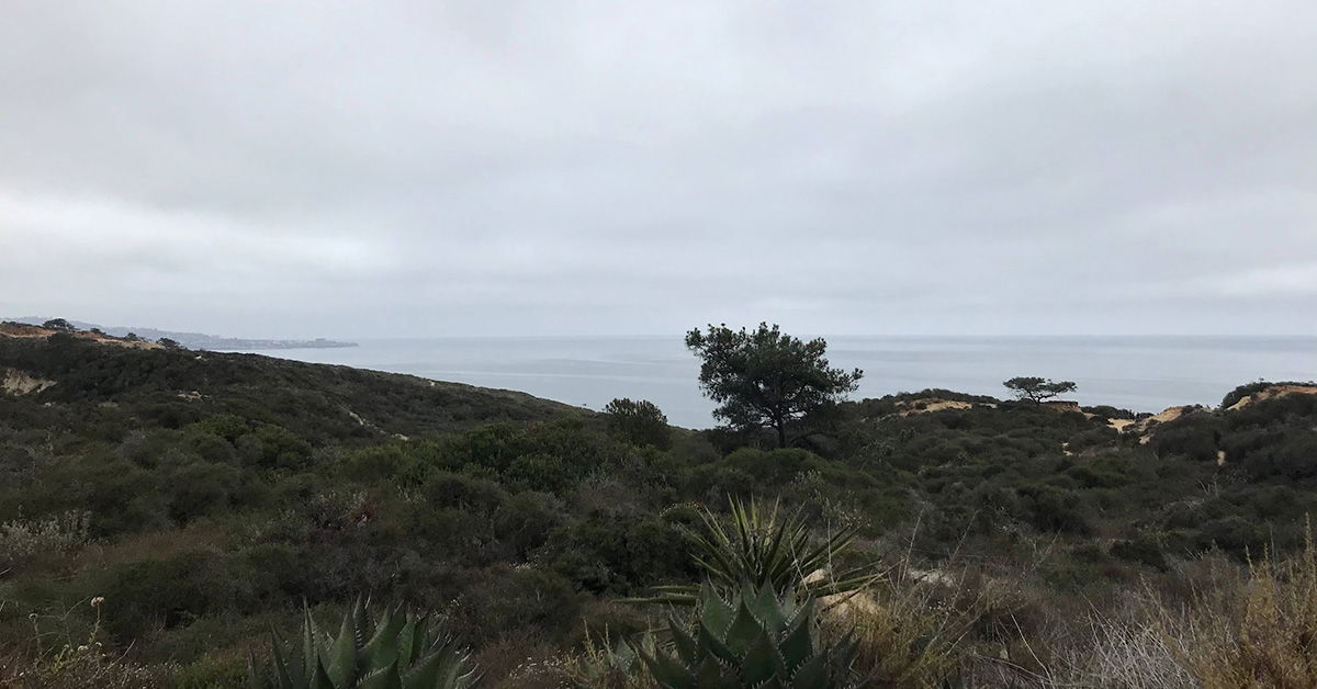 Meeting North America’s Rarest Pine Tree