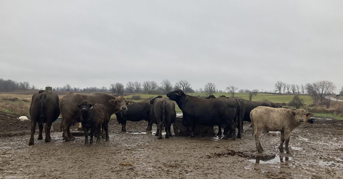 Meeting Water Buffalo at a Dairy Farm
