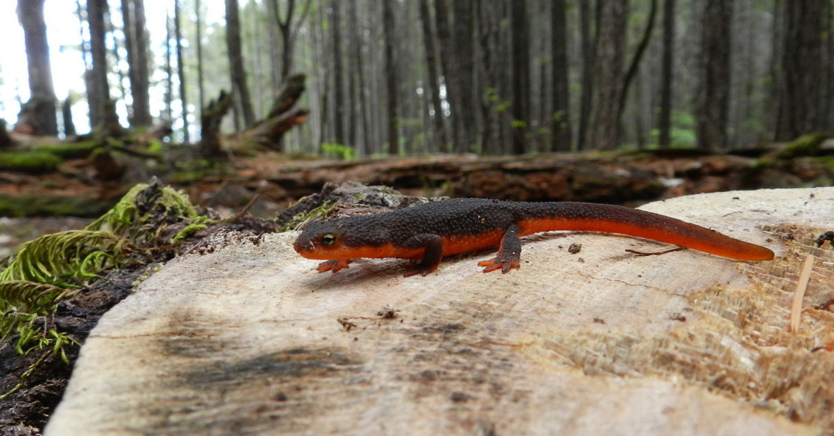Newts in the Rough