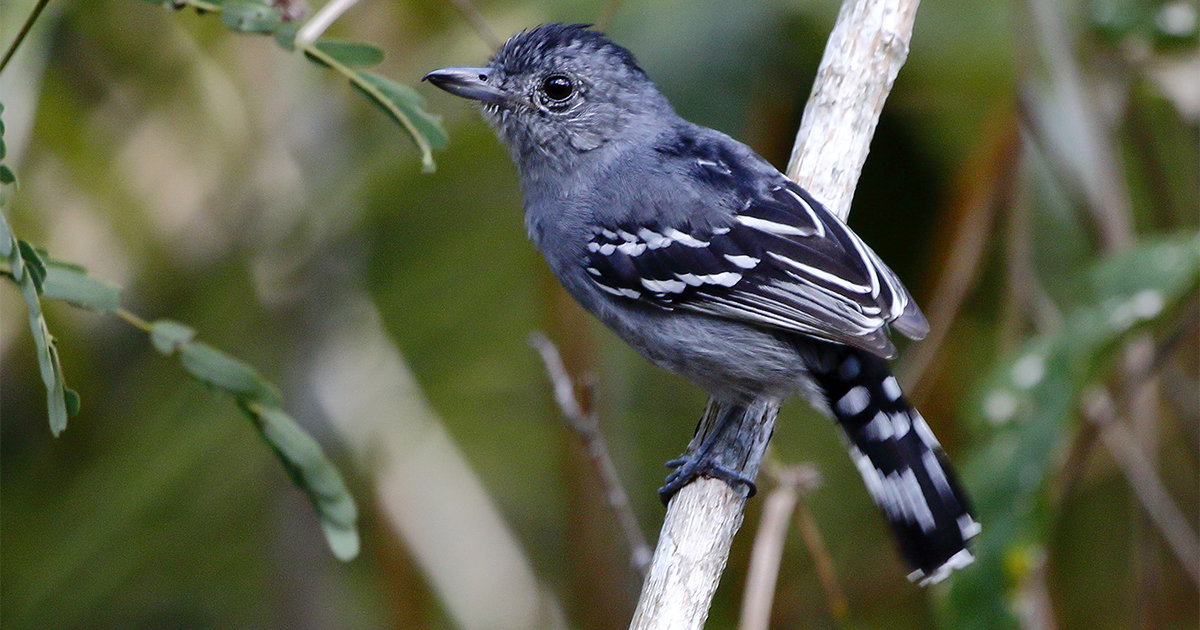 This Bird Loves Ants!