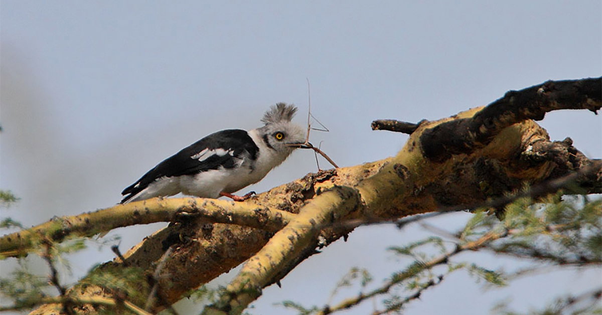Bedhead Bird