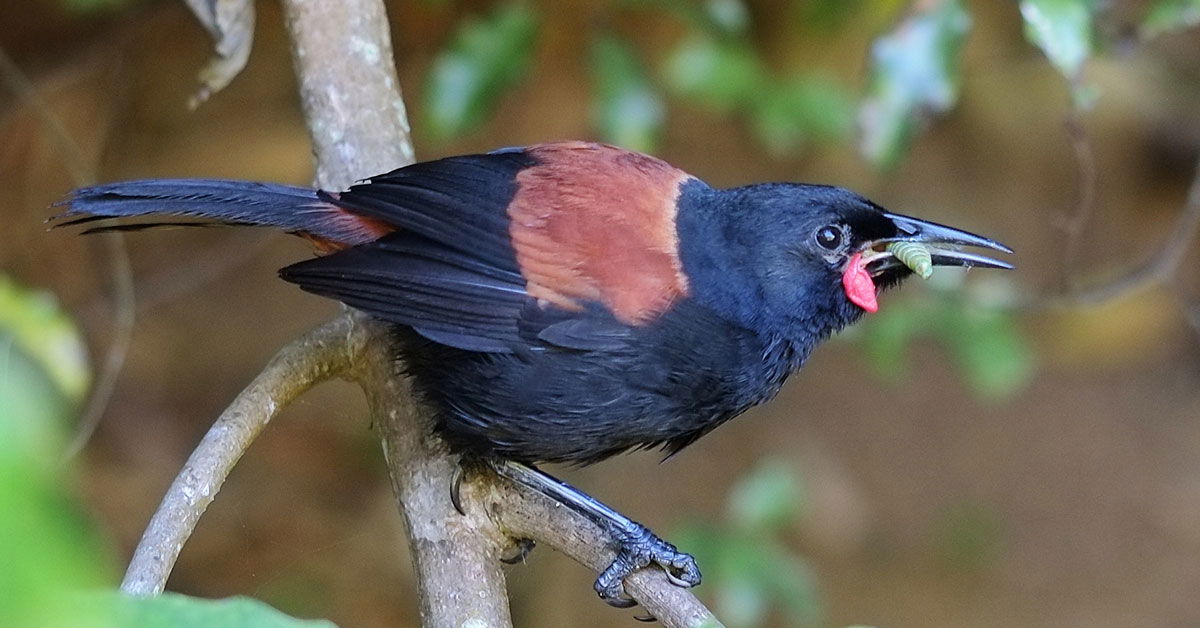 Wattling Away from Extinction