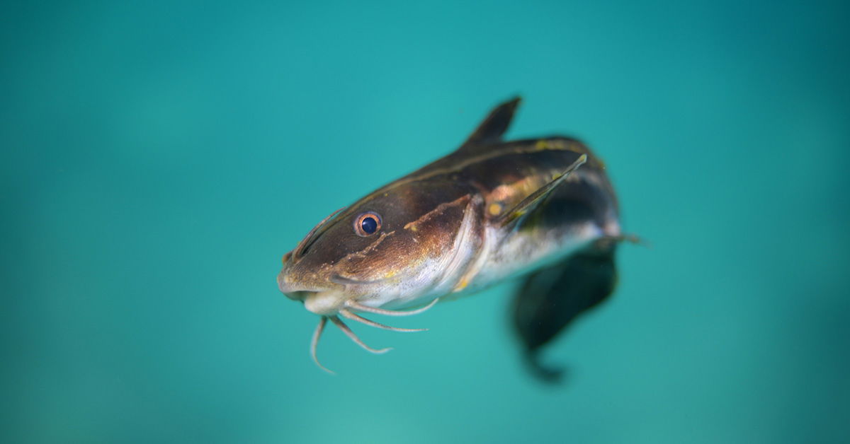 Catfish