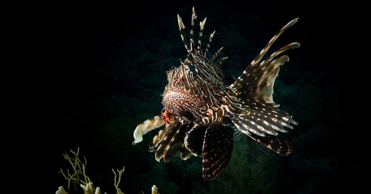 Lionfish