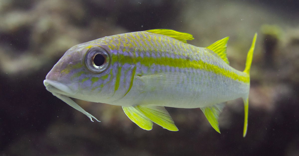 Yellow Goatfish