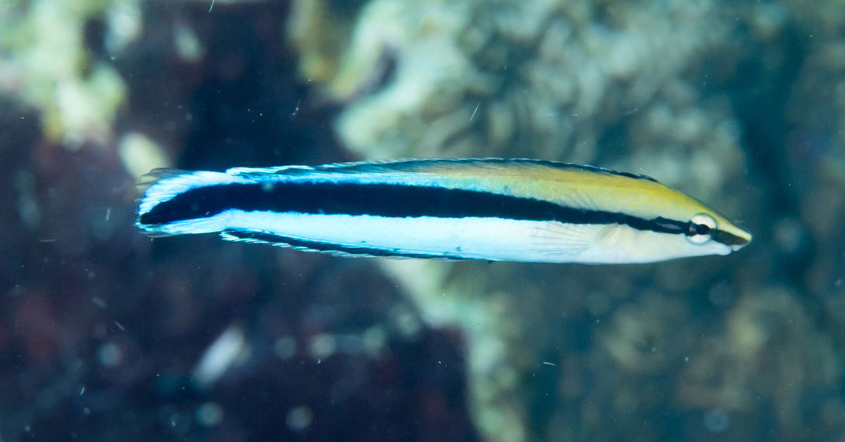 Cleaner Fish