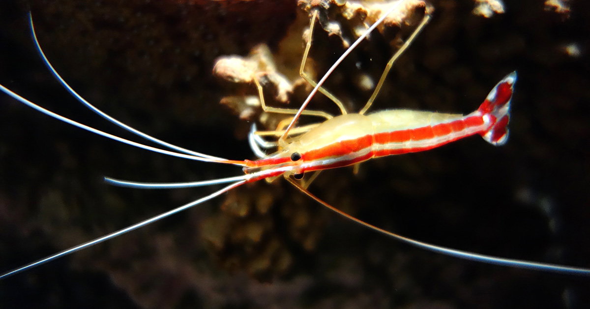 Cleaner Shrimp Facts