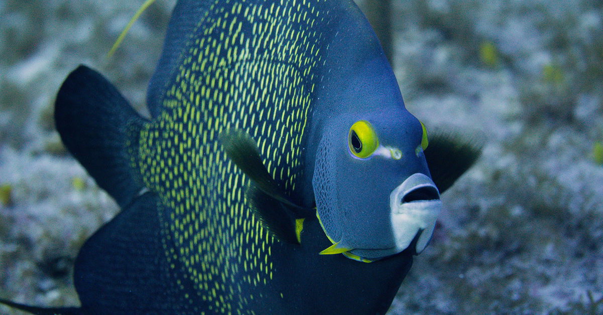 French Angelfish