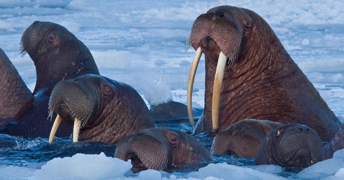 Walrus