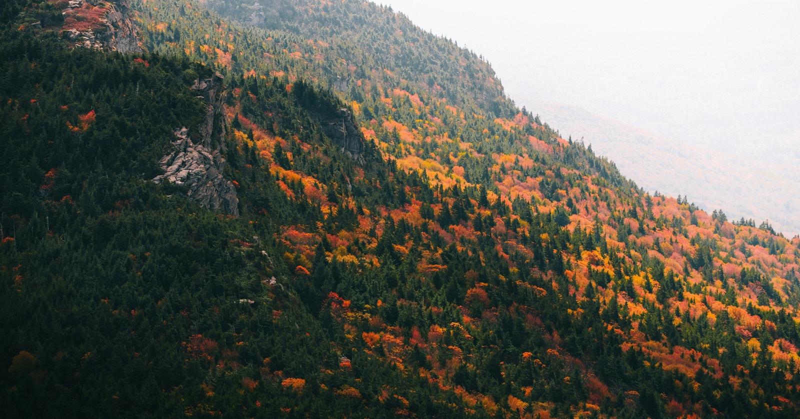 Why Do Some Trees Not Lose Their Leaves?