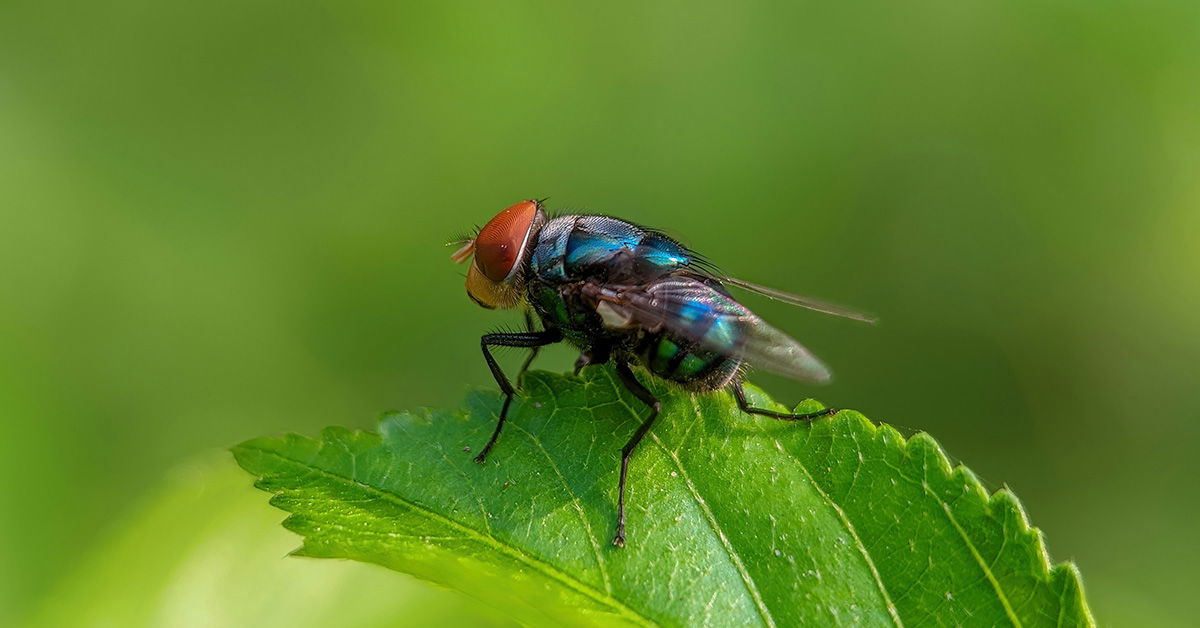 Real-Life Insect Detectives
