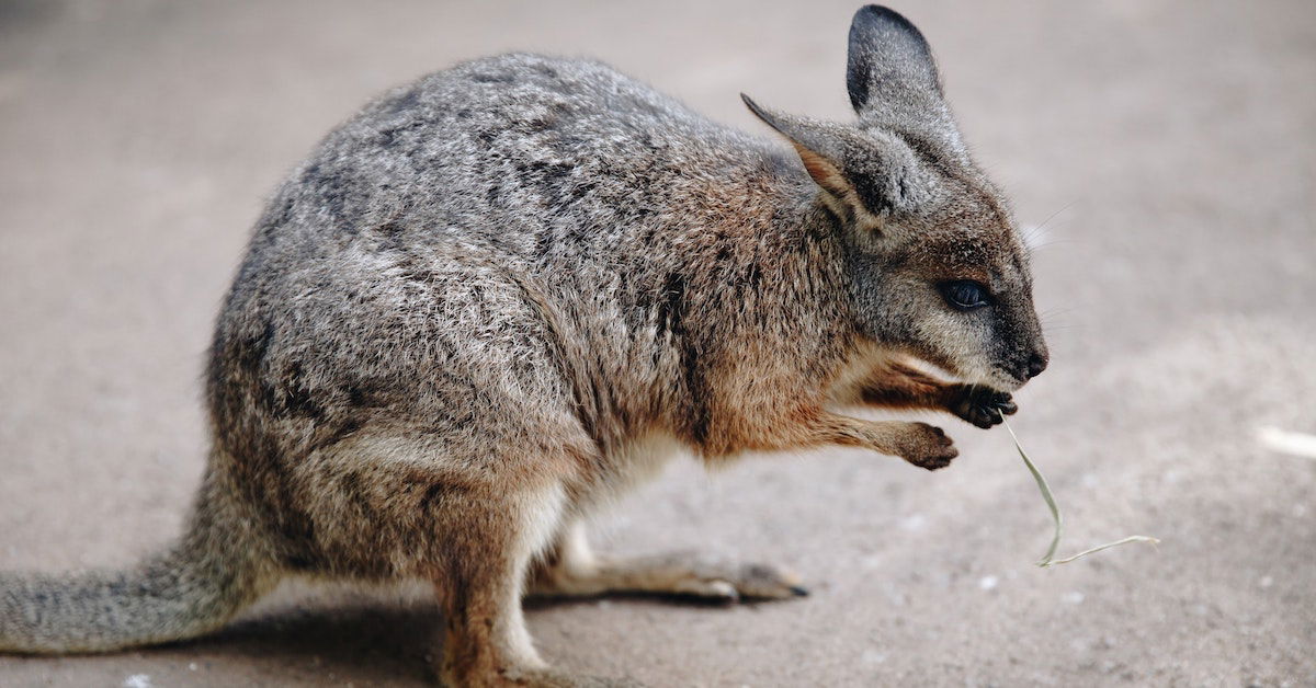Wallaby | Kids Answers