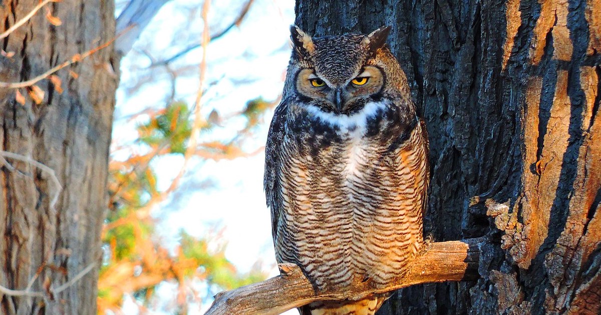 Great Horned Owl