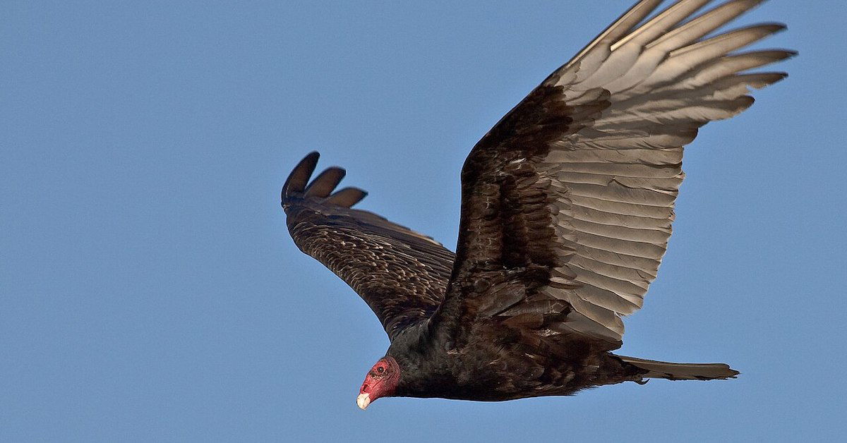 Turkey Vulture