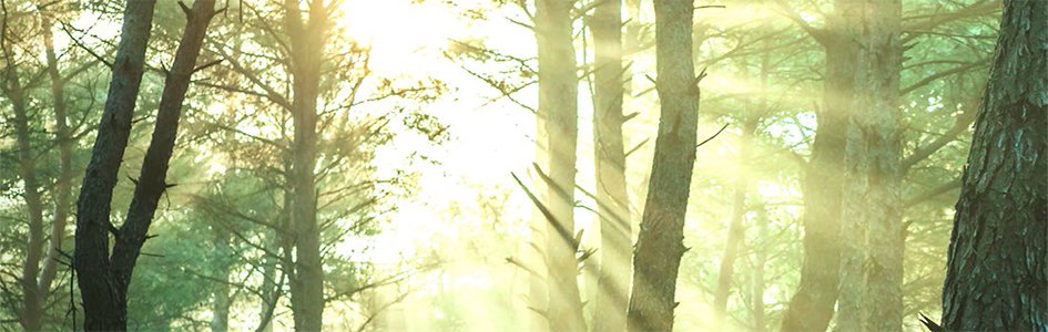 Talking Trees—Secrets of Plant Communication | Answers in Genesis