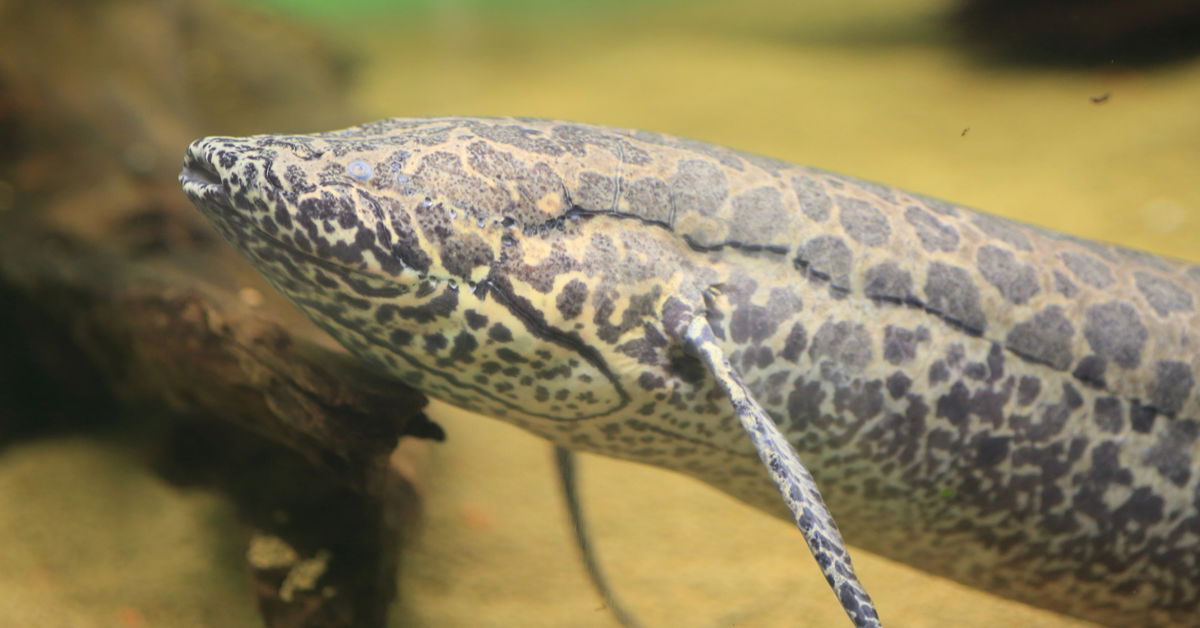 “Living Fossils” with Massive Genome: Our Closest Living Fish Ancestors ...