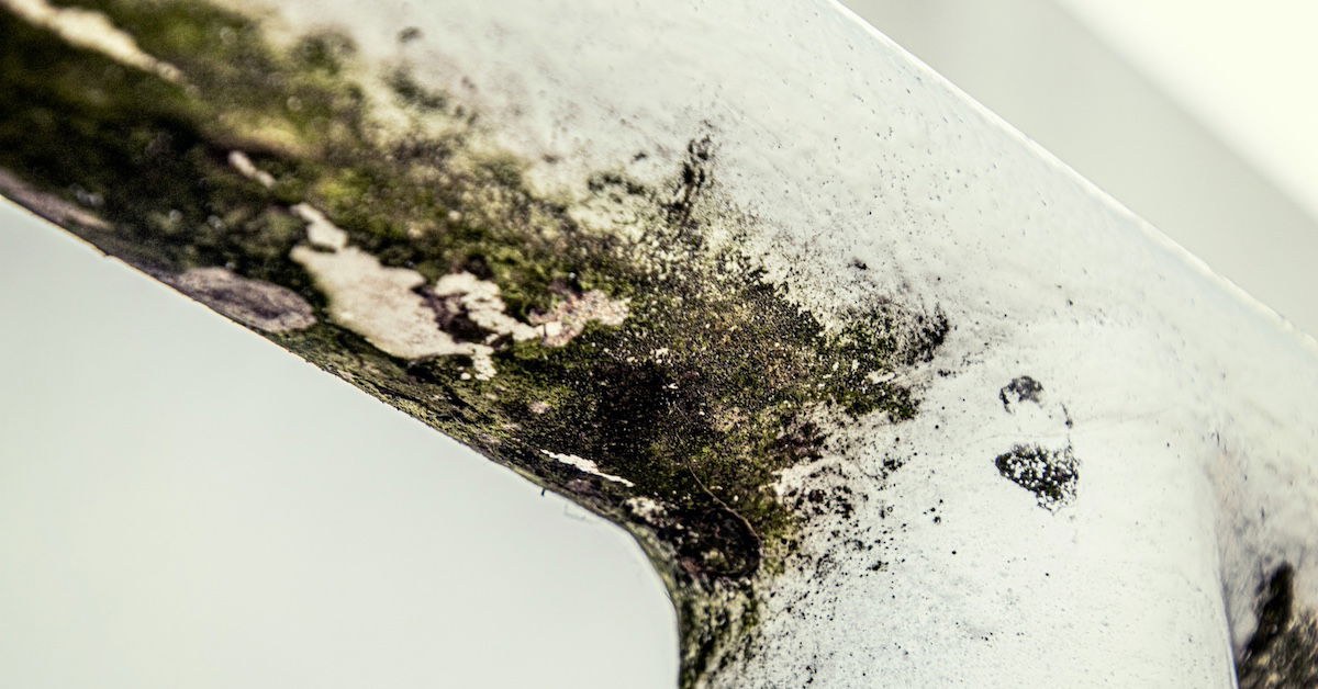 Is Mold Part of the Curse?