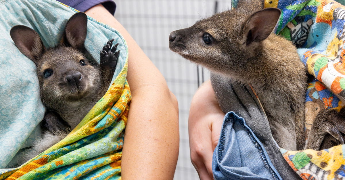 Meet Our New Baby Wallabies | Answers in Genesis