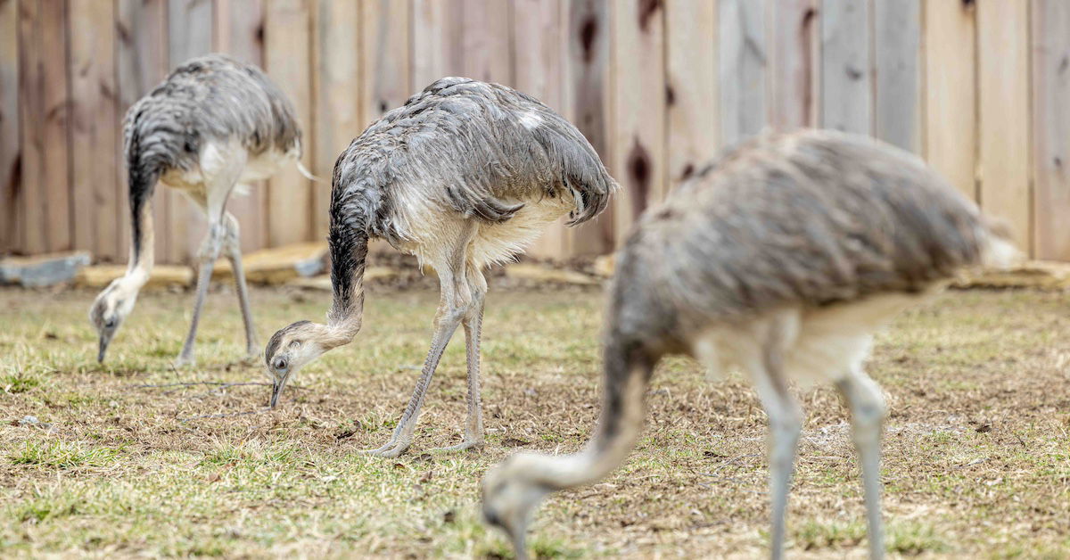 New to the Zoo: Meet Our Three Greater Rheas | Answers in Genesis