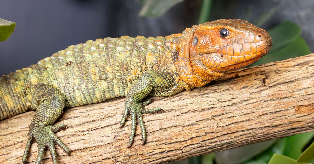 New Herptile Habitat Opens at the Ark Encounter | Answers in Genesis