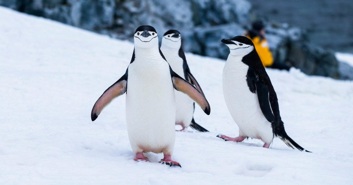 Will Penguin Guano Save the Planet? | Answers in Genesis