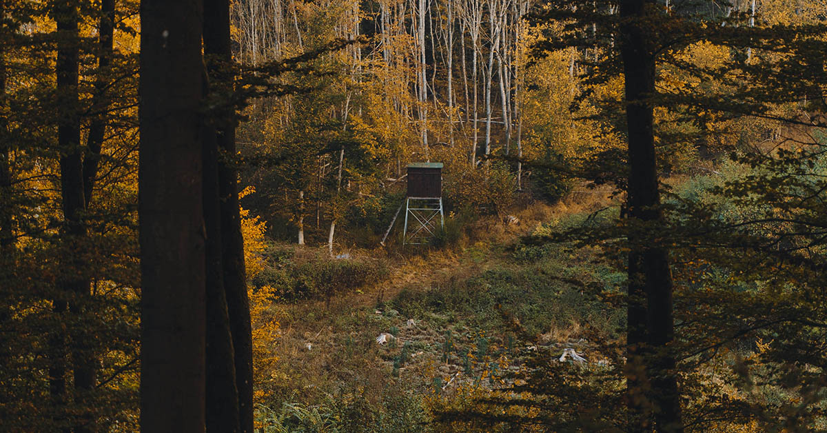 The Provision of Hunting | Answers in Genesis