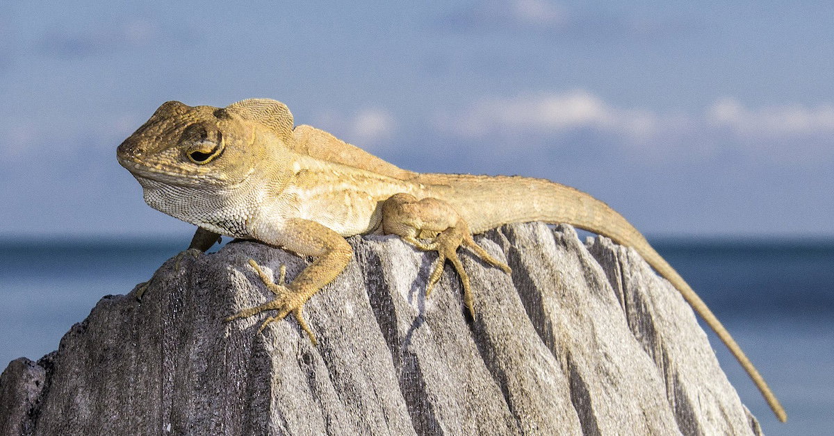 Show Your Teen This Example of “Evolution in Action” | Answers in Genesis