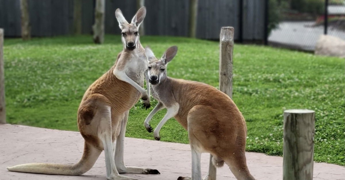 Why Are Australian Animals So Unique, and How Did They Get There ...