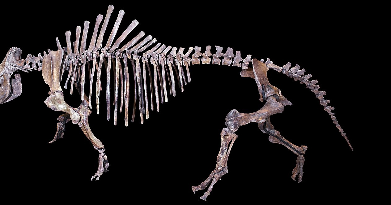 New Hornless “Arctic Rhino” Fossil Discovered | Answers in Genesis