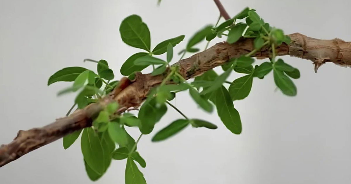 1,000-Year-Old Seed from Biblical Tree Revived | Answers in Genesis