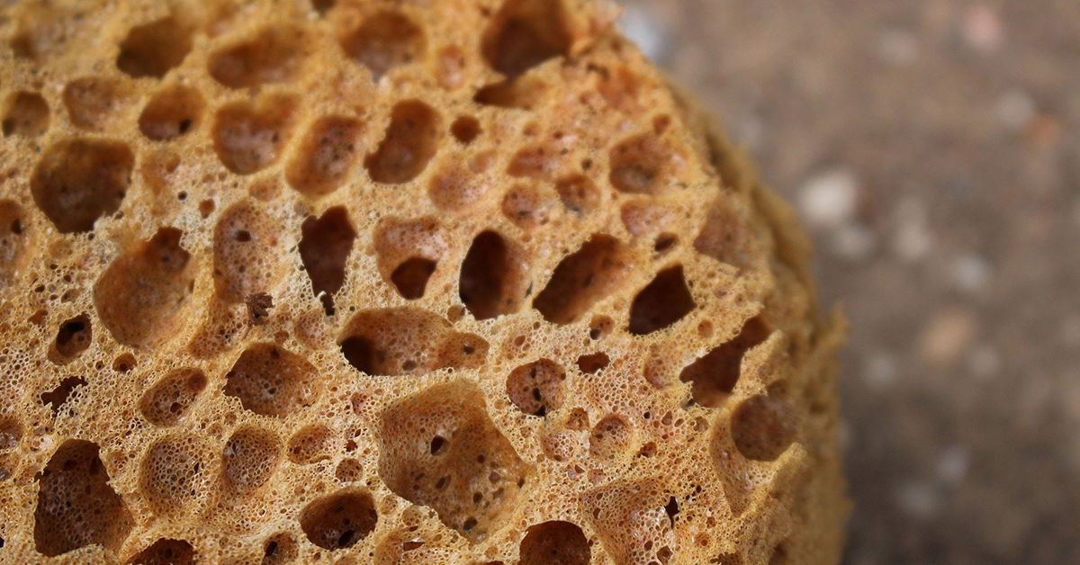 Animal Evolution Pushed Back Hundreds of Millions of Years | Answers in ...